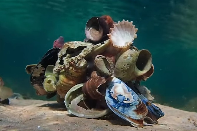 REVIEW: “My Octopus Teacher” (2020) | Keith & the Movies